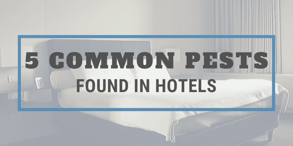 Common Hotel Pests and How to Prevent Them in Hospitality